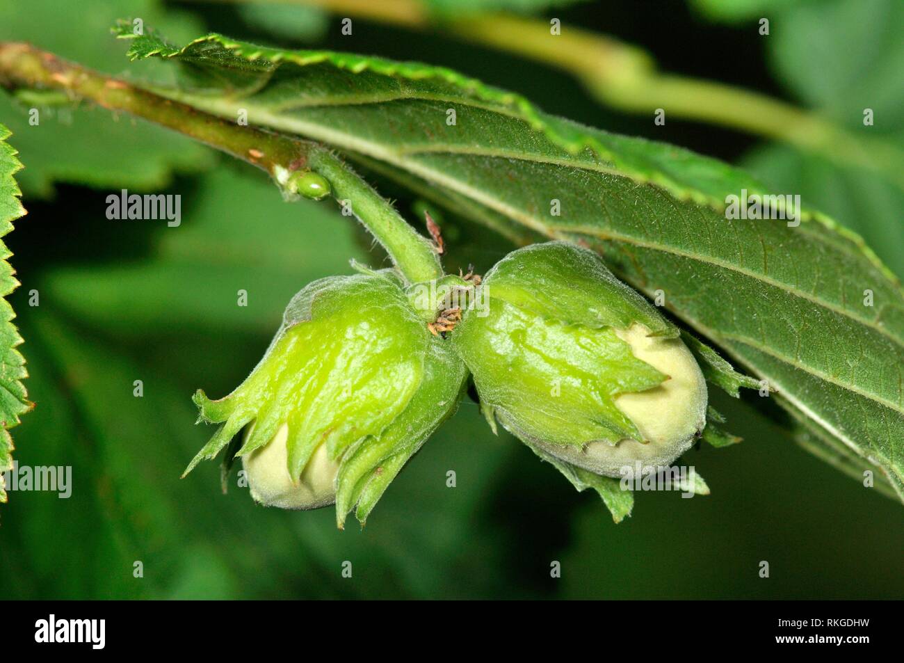 Corylus avellana fruit hi-res stock photography and images - Alamy