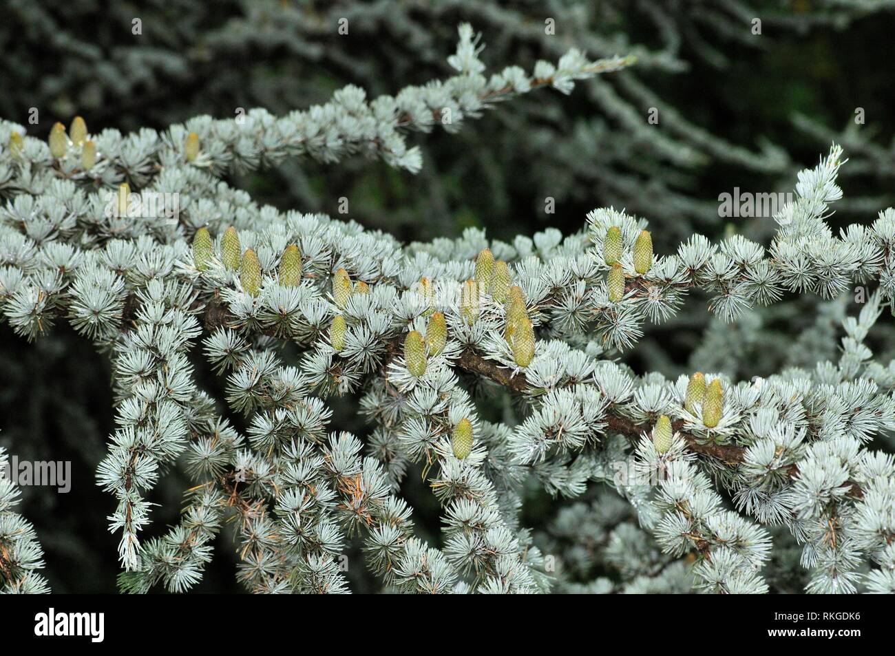 Subfamily of coniferous trees hi-res stock photography and images - Alamy