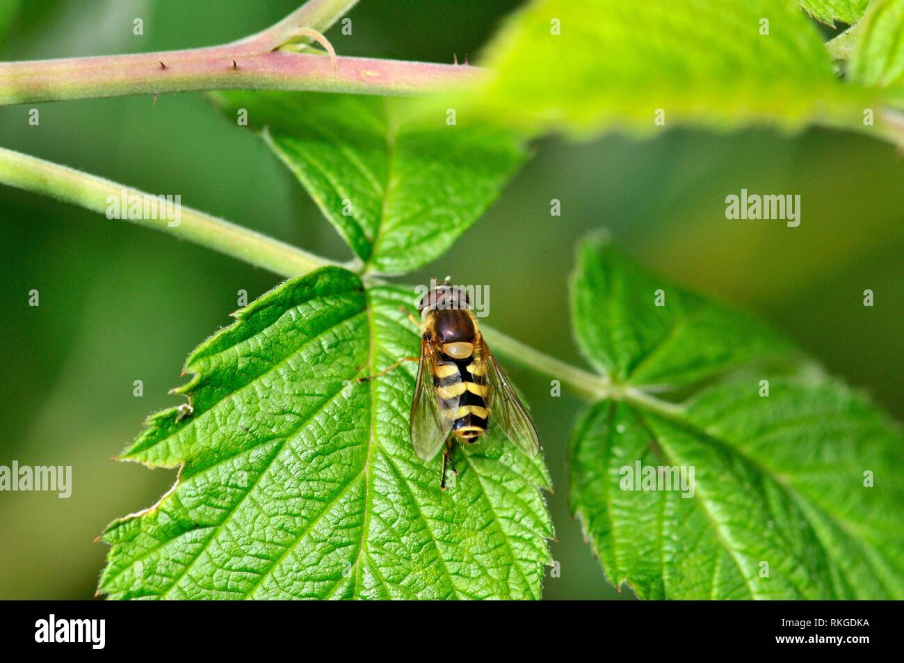 Vespidae hi-res stock photography and images - Alamy