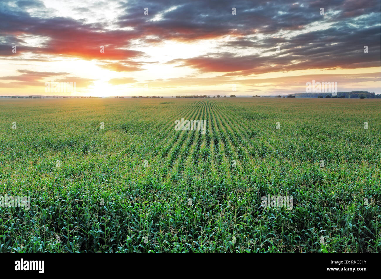 Sunrise cultivated corn field hi-res stock photography and images - Alamy
