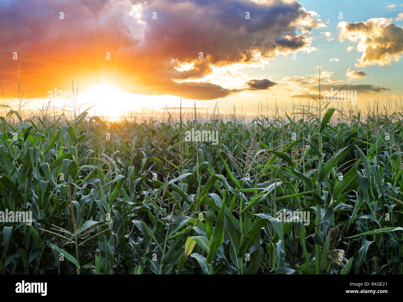 Sunrise cultivated corn field hi-res stock photography and images - Alamy