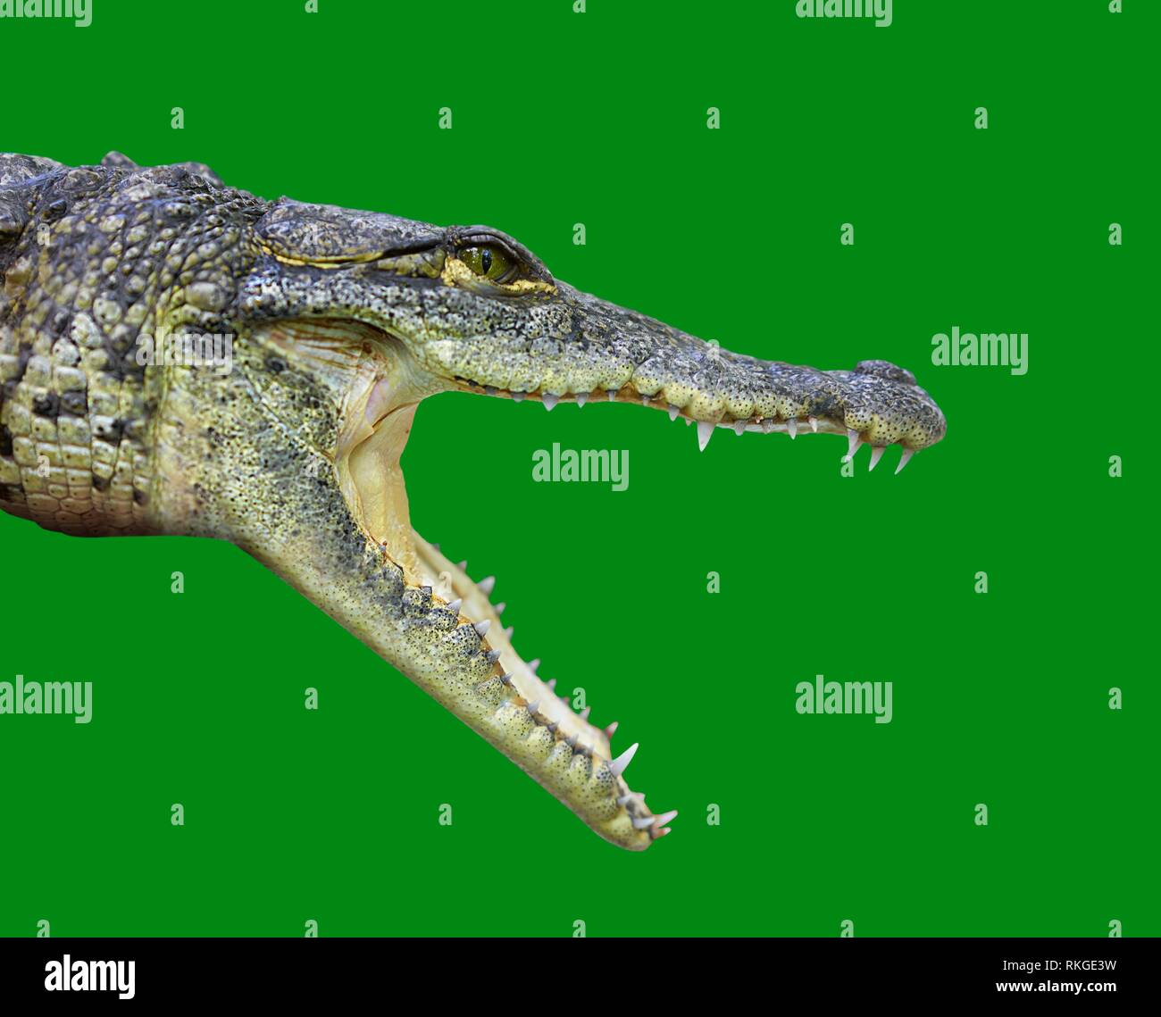 Crocodile Side View High Resolution Stock Photography and Images - Alamy