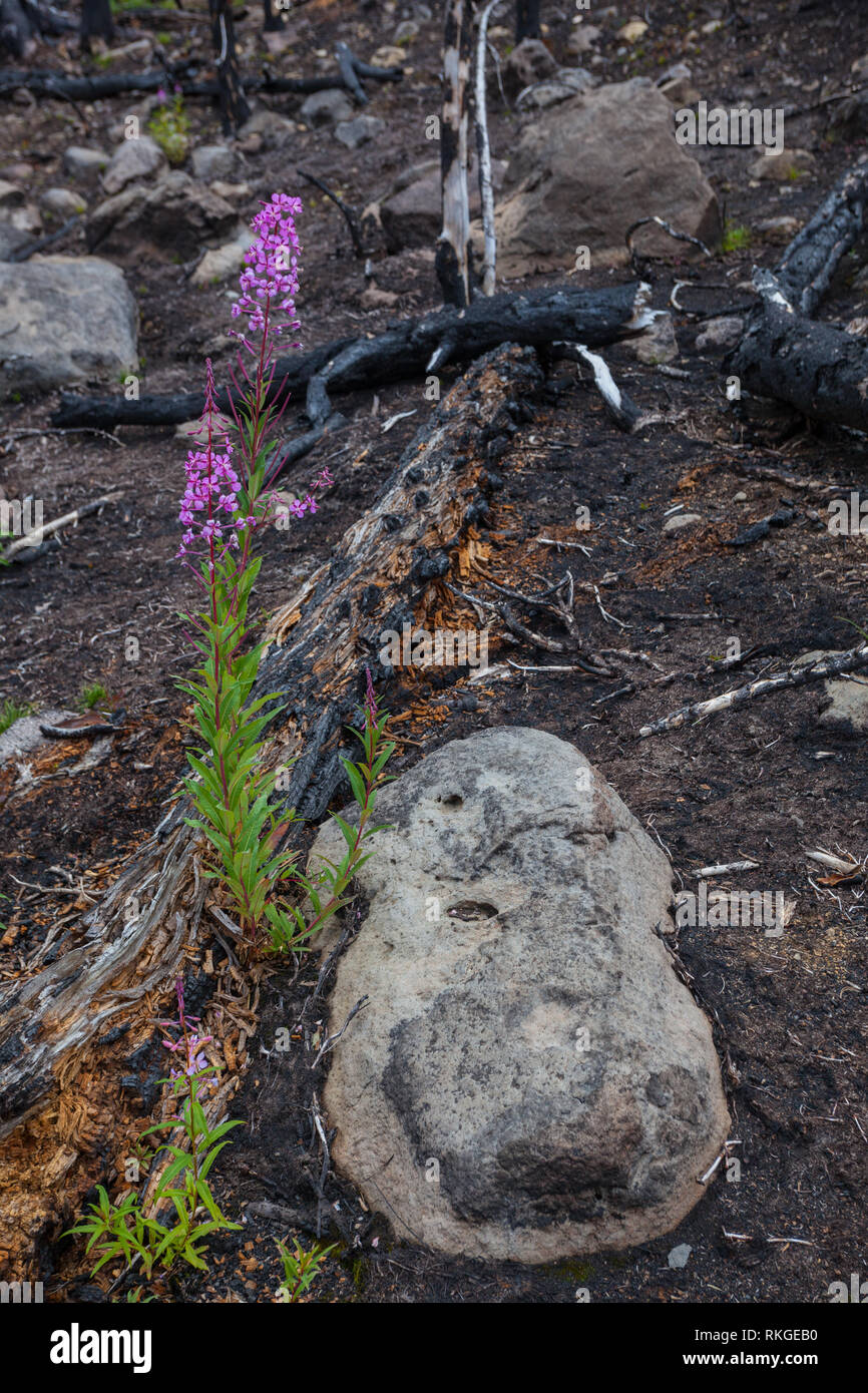 Chilcotin range hi-res stock photography and images - Alamy