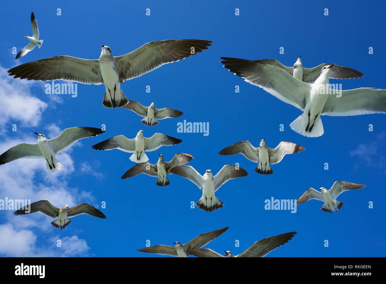 Seagull Group High Resolution Stock Photography and Images - Alamy
