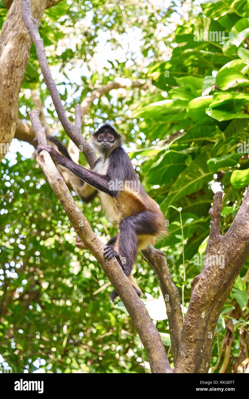 Mexican Spider Monkey High Resolution Stock Photography and Images - Alamy