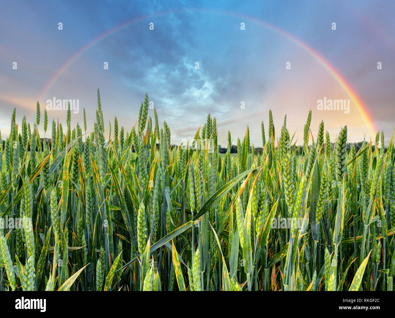 Rainbow over green wheat field Stock Photo - Alamy