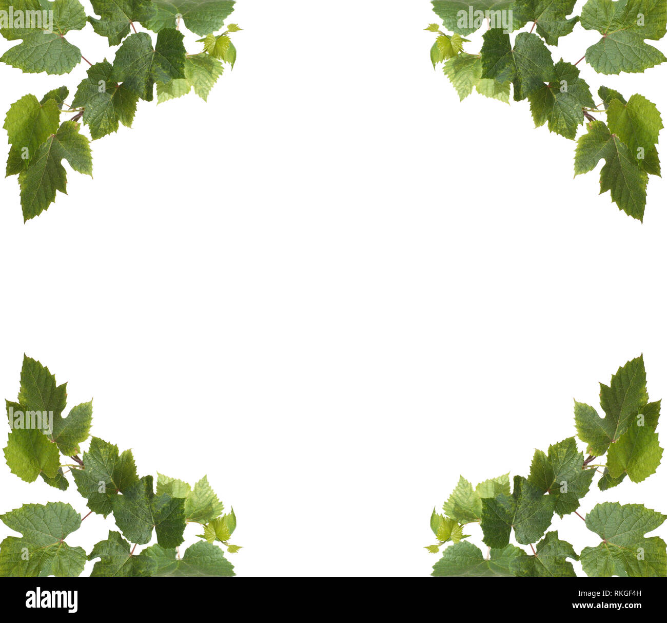 Collage of green grape leaves in four corners on white background Stock ...
