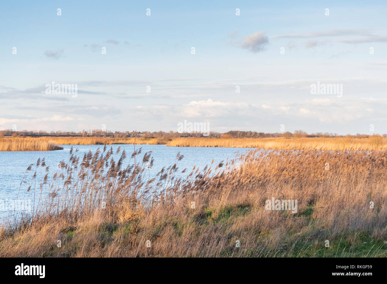 Hanson rspb wetland project hi-res stock photography and images - Alamy