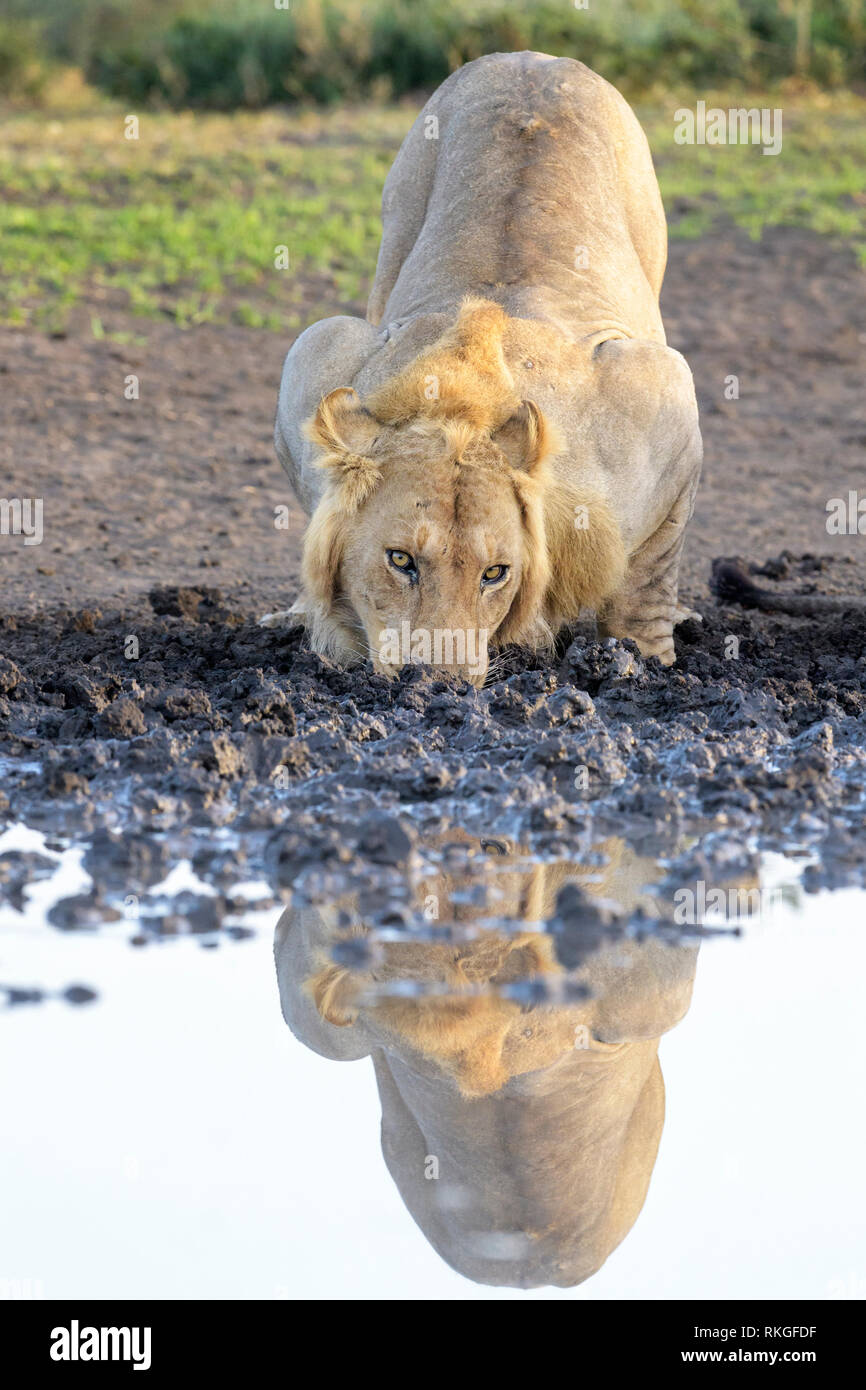 African lion water reflection hi-res stock photography and images - Alamy