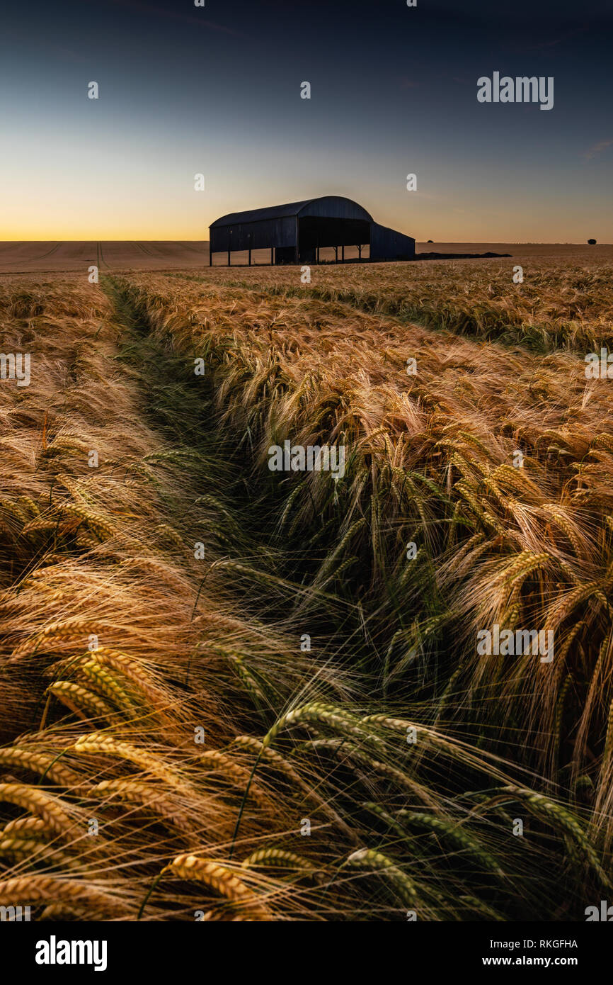 Dutch Barn in barley field at Sixpenny Handley, Dorset, England Stock ...