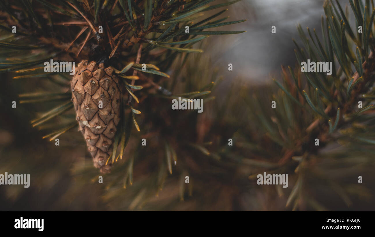Winter Pine cone Stock Photo - Alamy