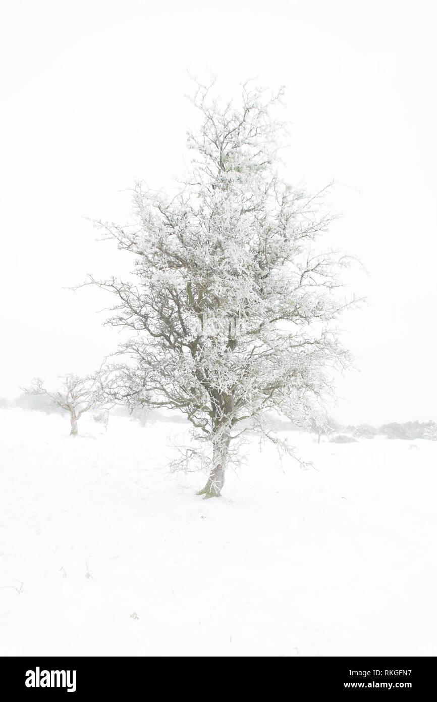 Beautiful snow landscape winter trees Cut Out Stock Images & Pictures ...