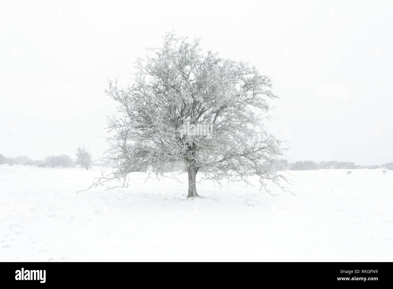 White clad trees hi-res stock photography and images - Alamy