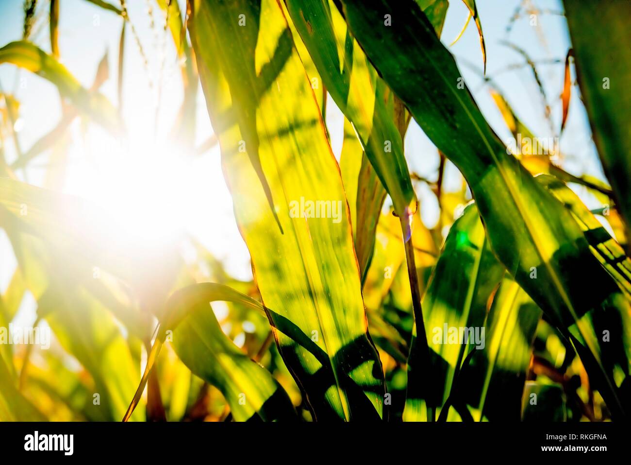 Close up field corn in corn hi-res stock photography and images - Alamy