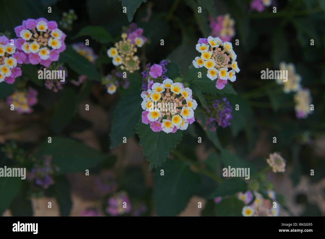 Flowers of israel hi-res stock photography and images - Alamy