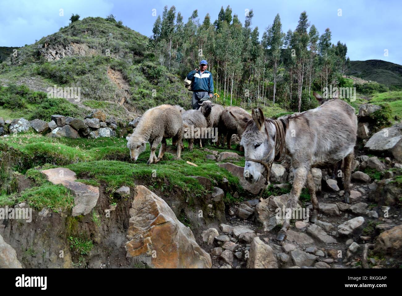 Shepherd in YANAMA - National park HUASCARAN. Department of Ancash.PERU ...
