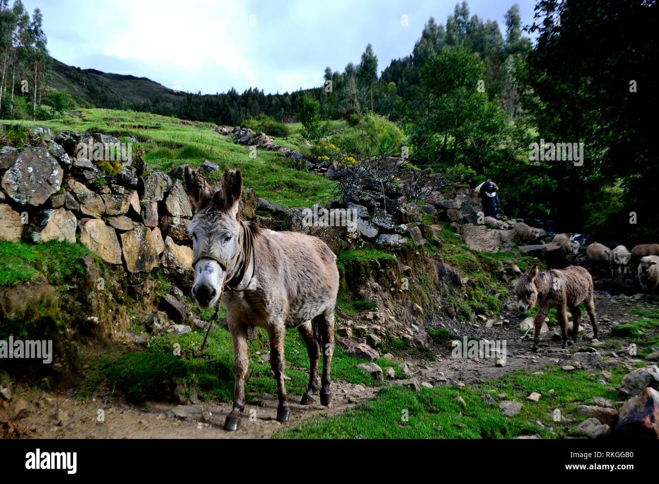 Shepherd in YANAMA - National park HUASCARAN. Department of Ancash.PERU ...