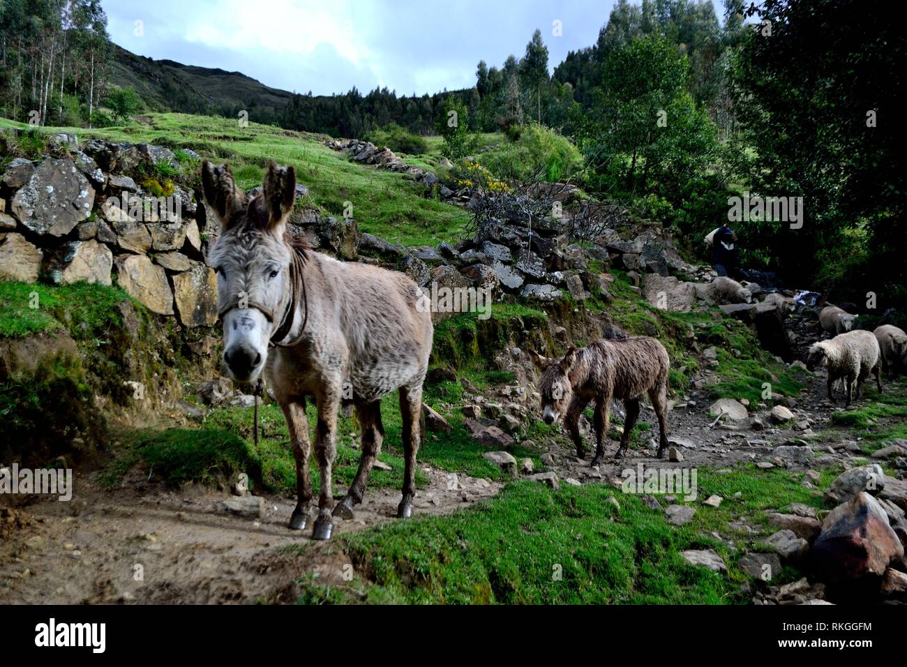 Shepherd in YANAMA - National park HUASCARAN. Department of Ancash.PERU ...