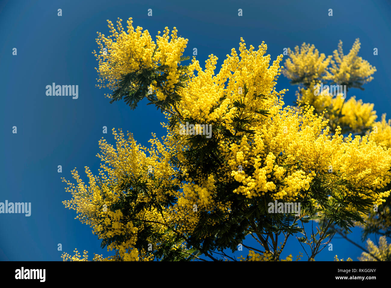 mimosa on branch and blue sky outdoor Stock Photo - Alamy