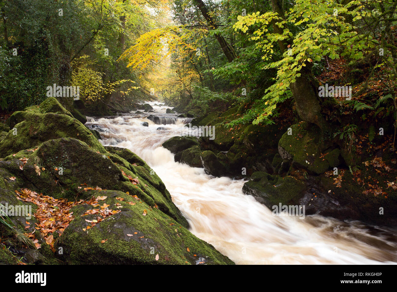 River Erme near Ivybridge in autumn Dartmoor national park Devon Uk ...