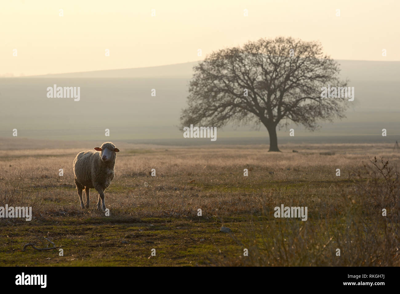 Oak tree shade sheep hi-res stock photography and images - Alamy