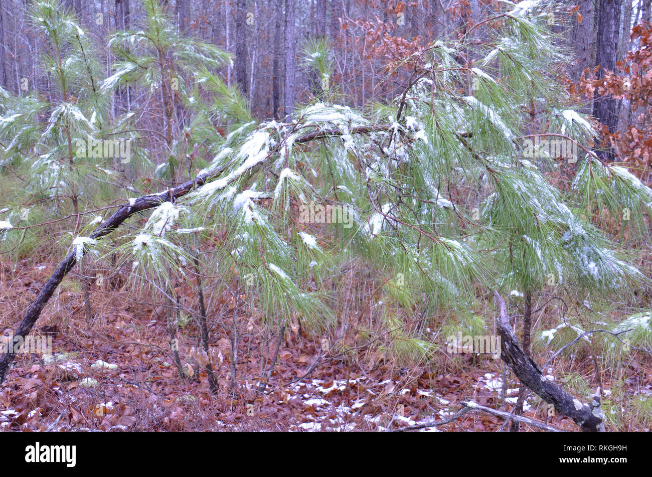 Holding the weight of the snow after a heavy fall, here in Virginia ...