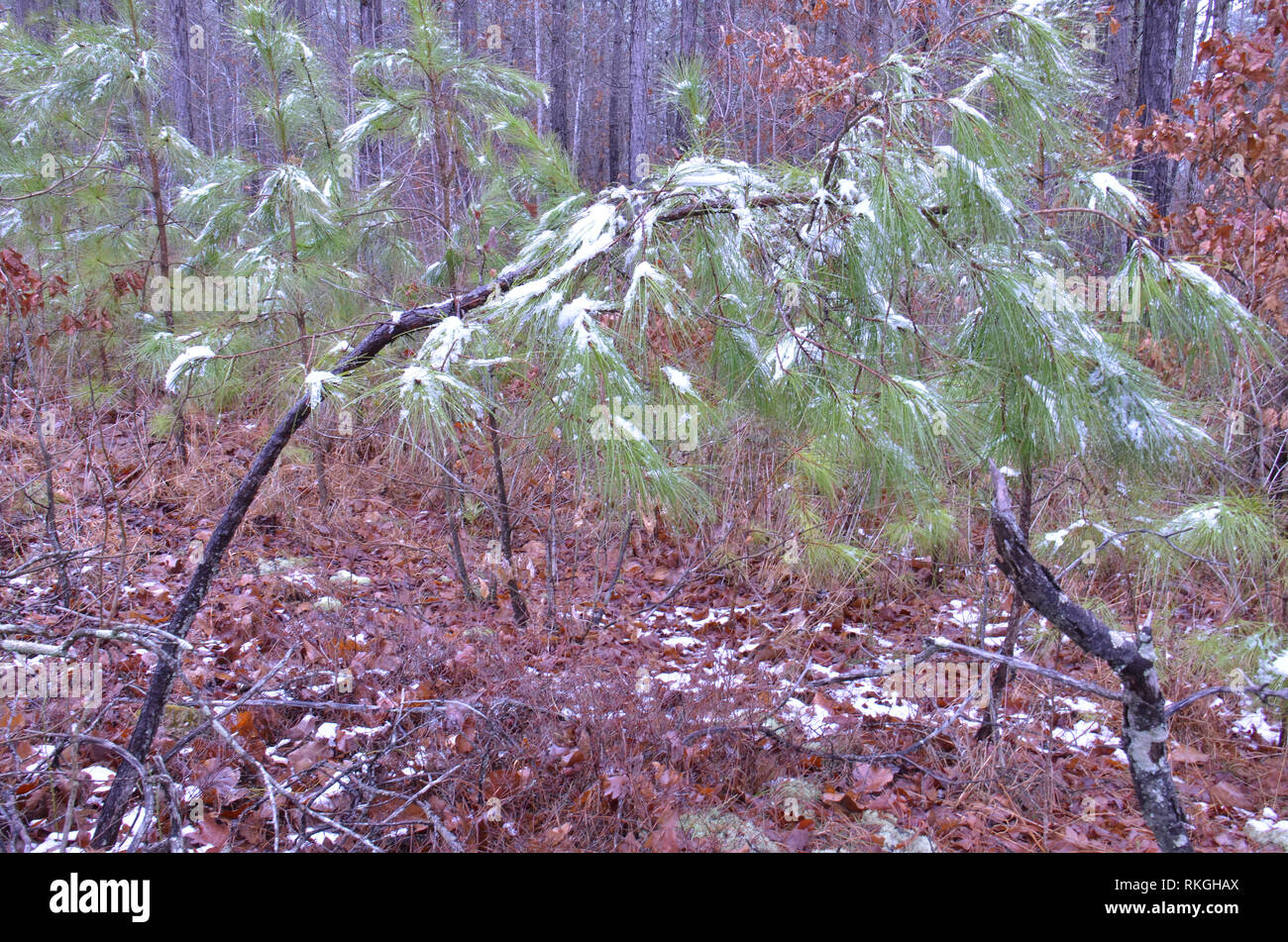 Holding the weight of the snow after a heavy fall, here in Virginia ...
