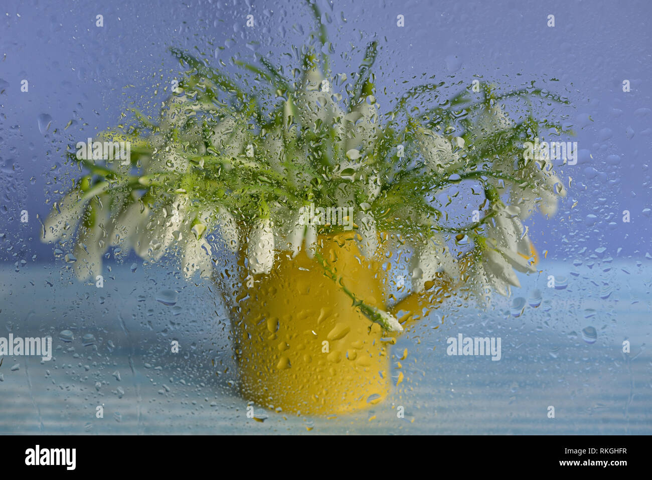 Snowdrops in bloom inside the window, rainy weather Stock Photo - Alamy