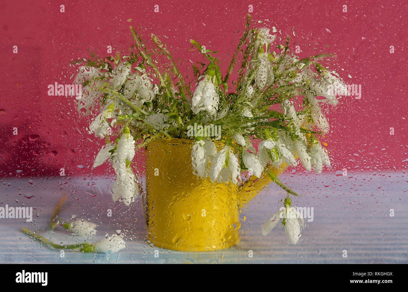 Snowdrops in bloom inside the window, rainy weather Stock Photo - Alamy