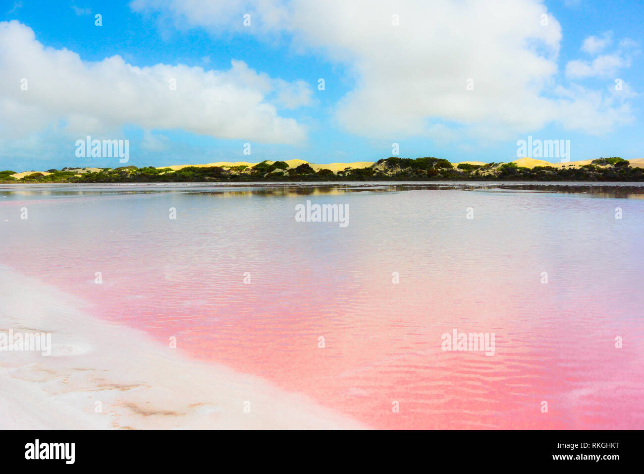Pink algae hi-res stock photography and images - Alamy