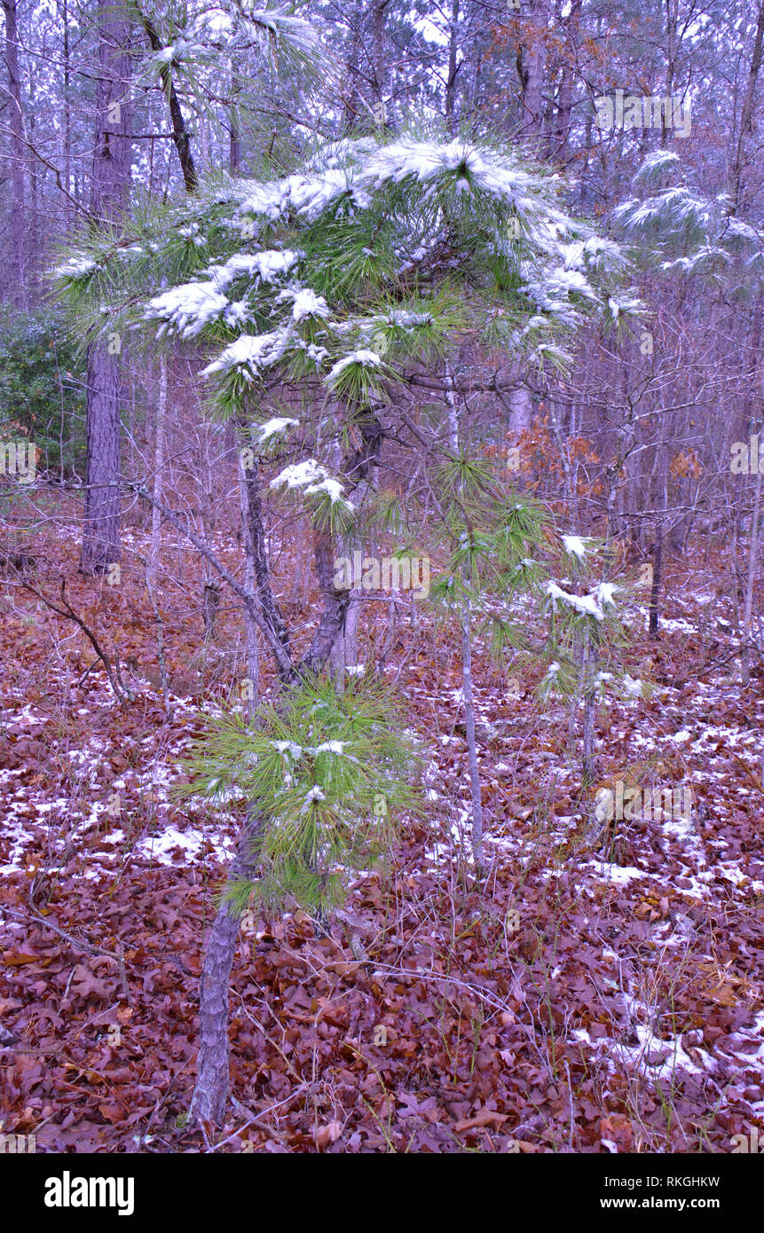 Holding the weight of the snow after a heavy fall, here in Virginia ...