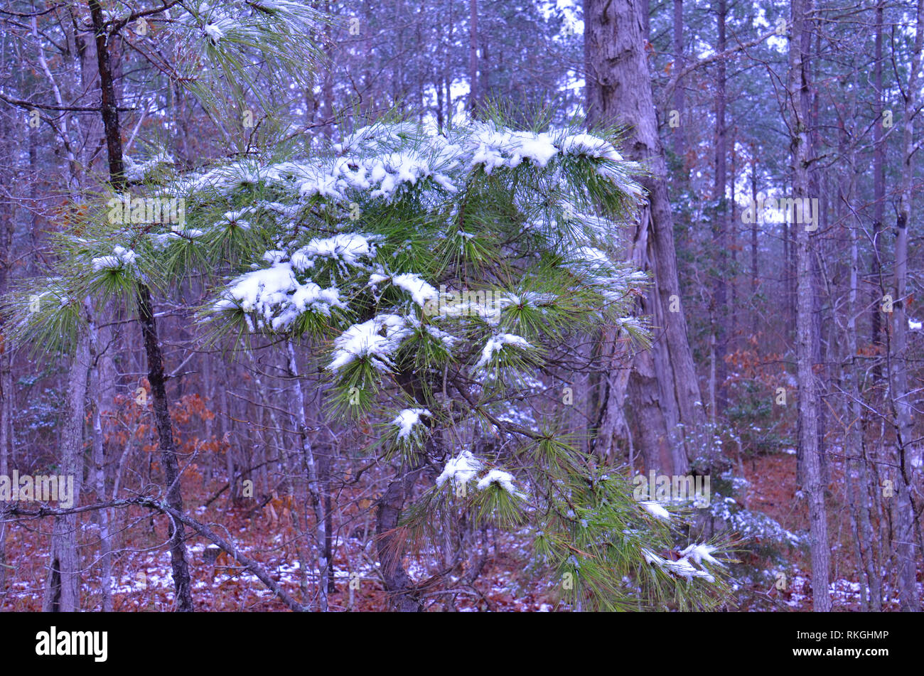 Holding the weight of the snow after a heavy fall, here in Virginia ...