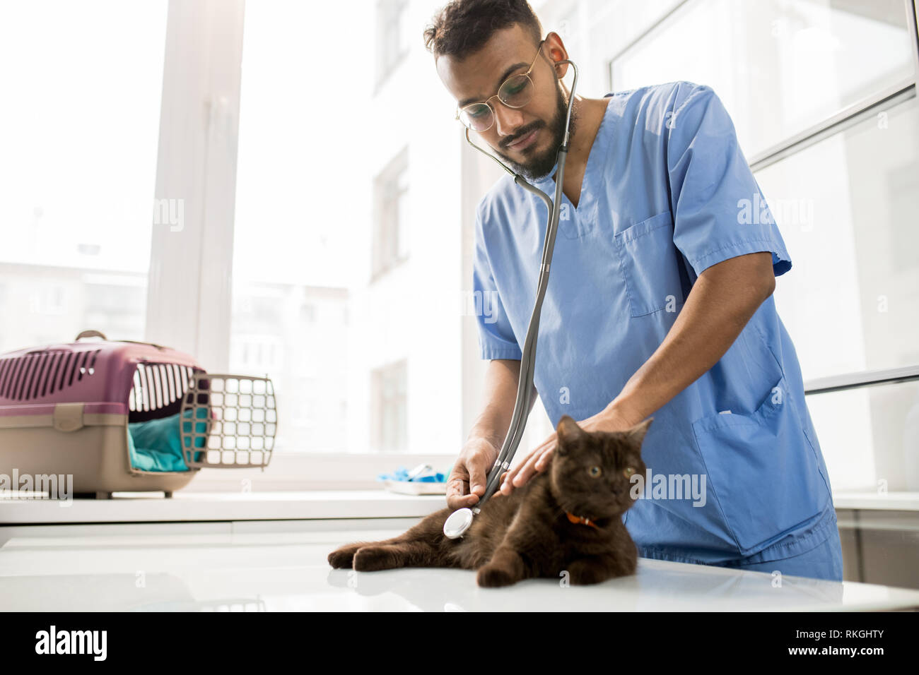 Veterinarian at work Stock Photo - Alamy