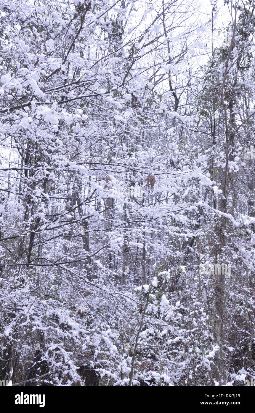 Holding the weight of the snow after a heavy fall, here in Virginia ...