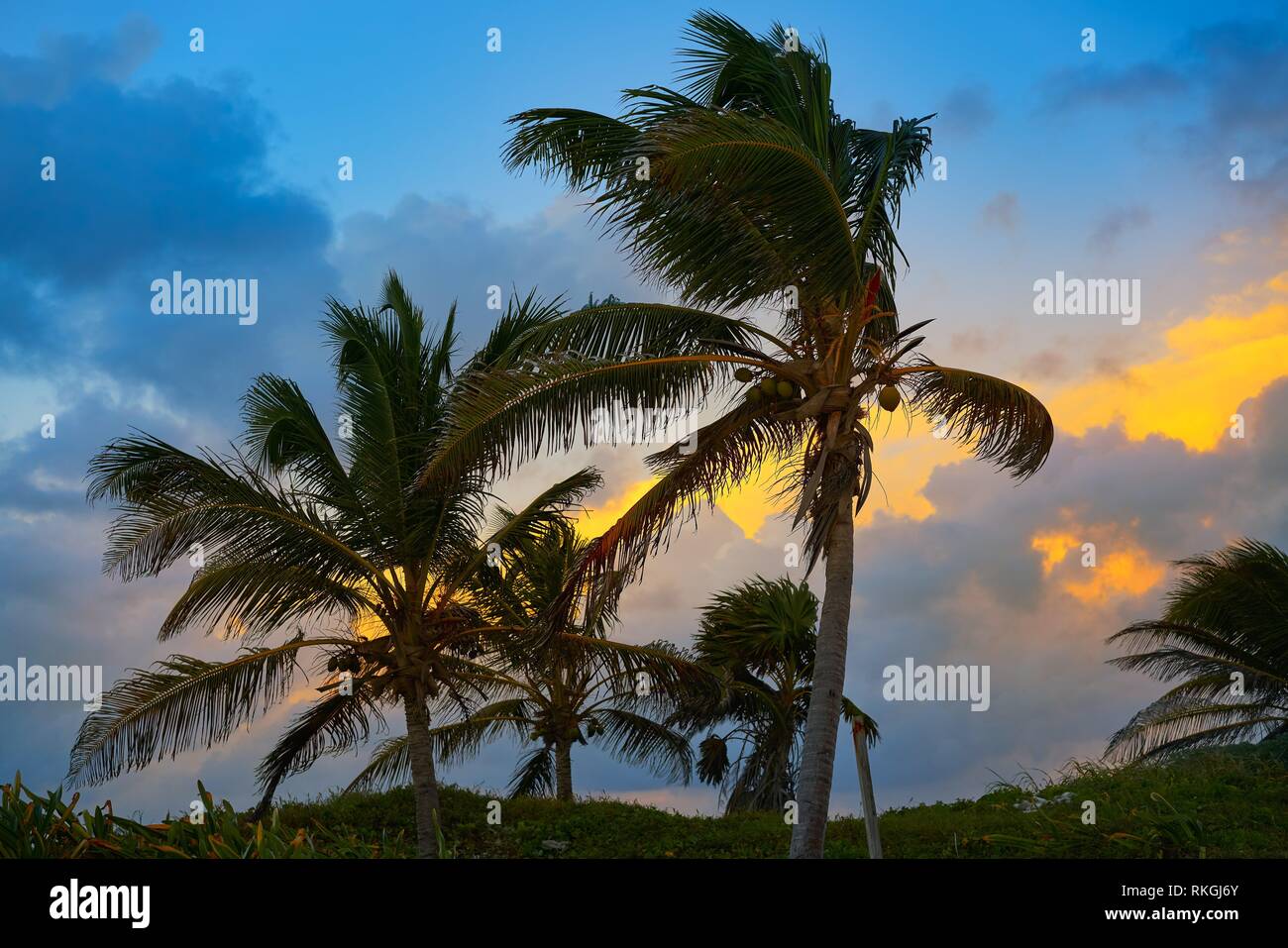 Riviera maya palm trees hi-res stock photography and images - Alamy