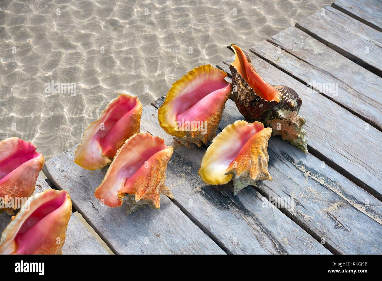 Caribbean seashells on a wooden pier over clear sea in Mexico Stock ...