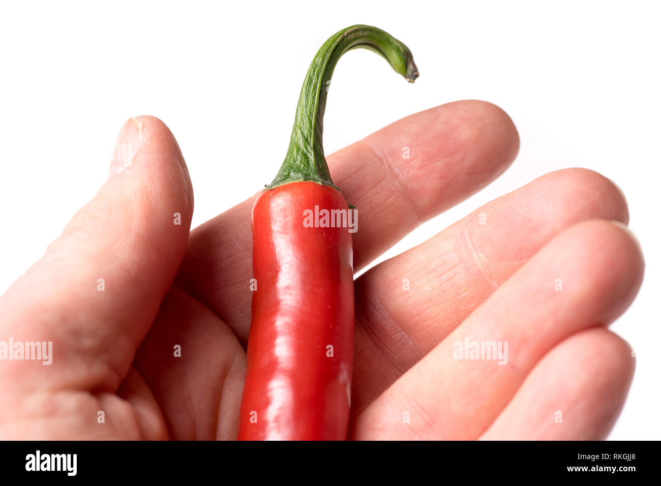 causasian hand holding chili pepper isolated on white background Stock ...