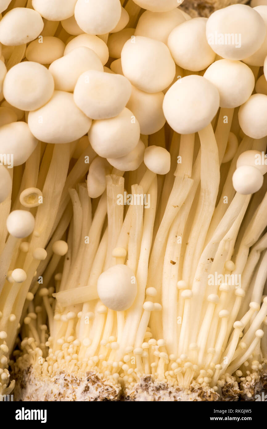 Organic healthy asian Enoik Mushrooms, close up Stock Photo - Alamy