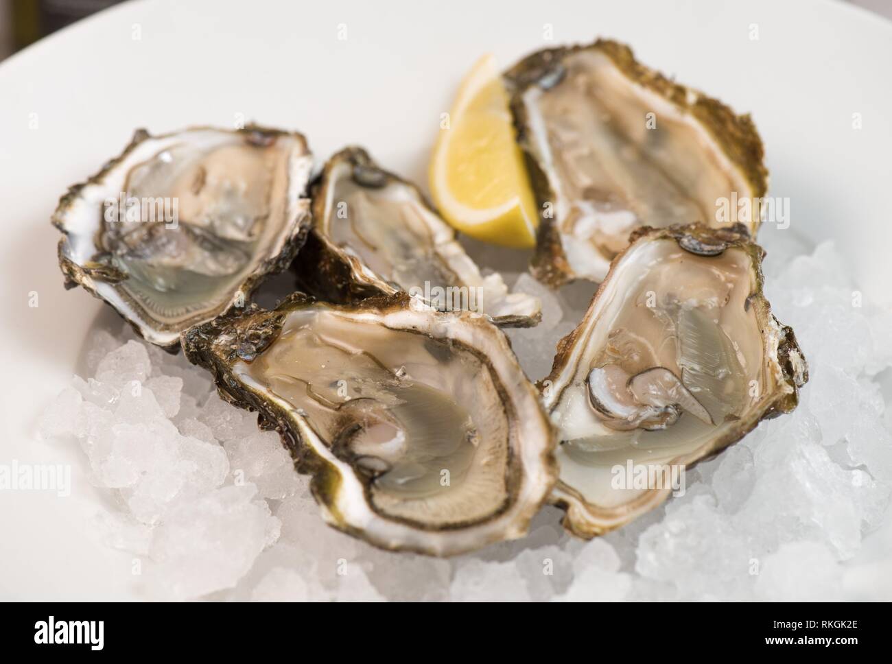 Fresh open and closed oysters with lemon isolated on white background ...
