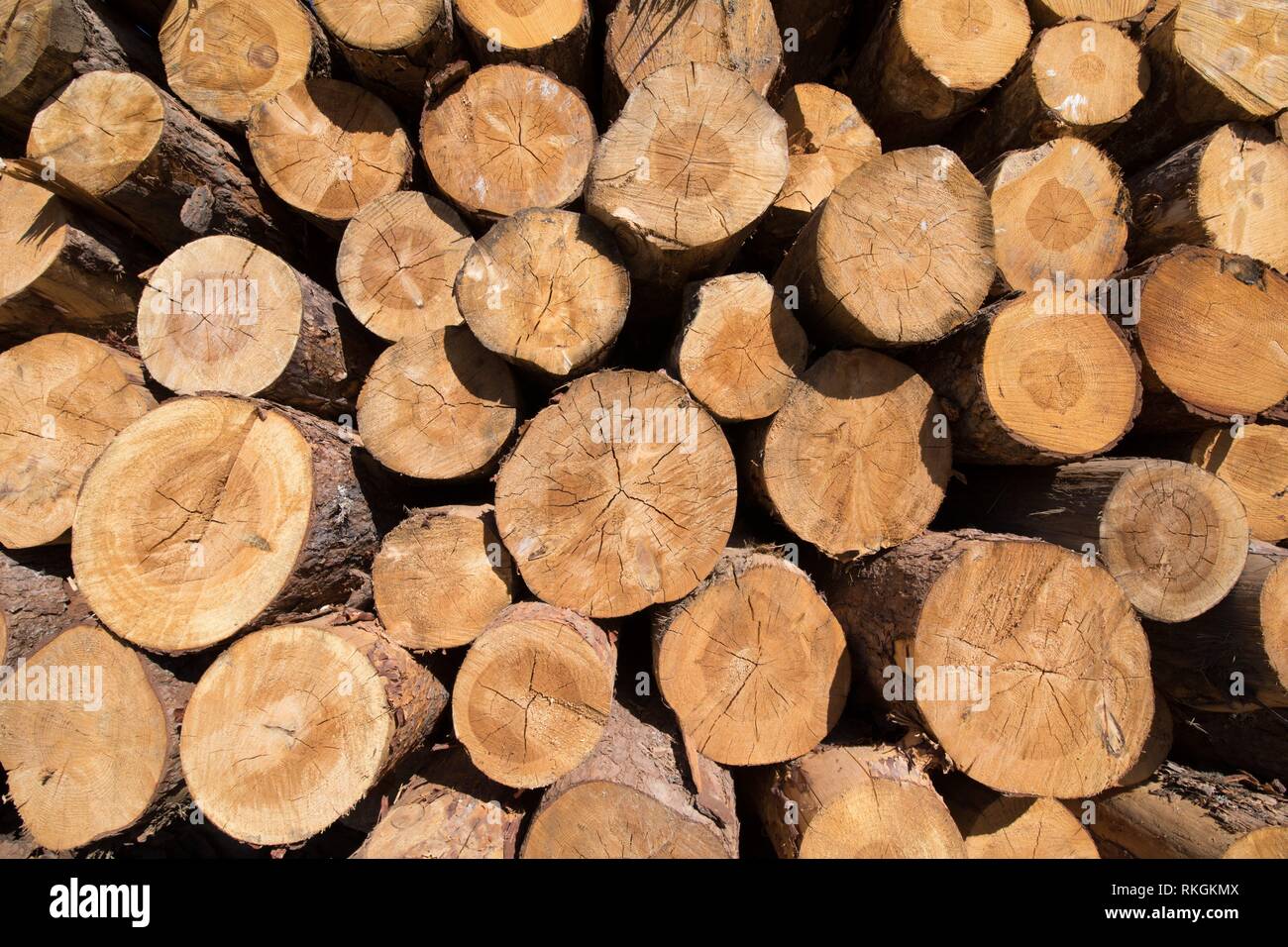 Thick wooden trunks hi-res stock photography and images - Alamy