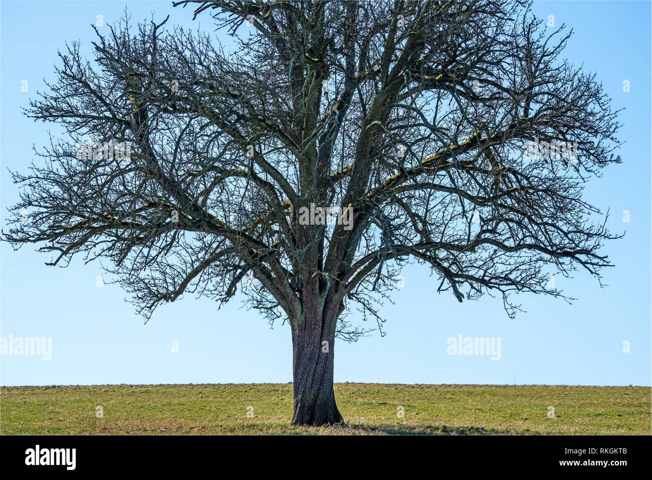 Bald tree in spring hi-res stock photography and images - Alamy