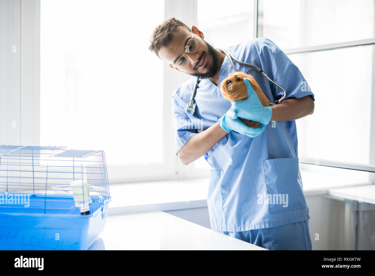 Work of veterinarian Stock Photo - Alamy
