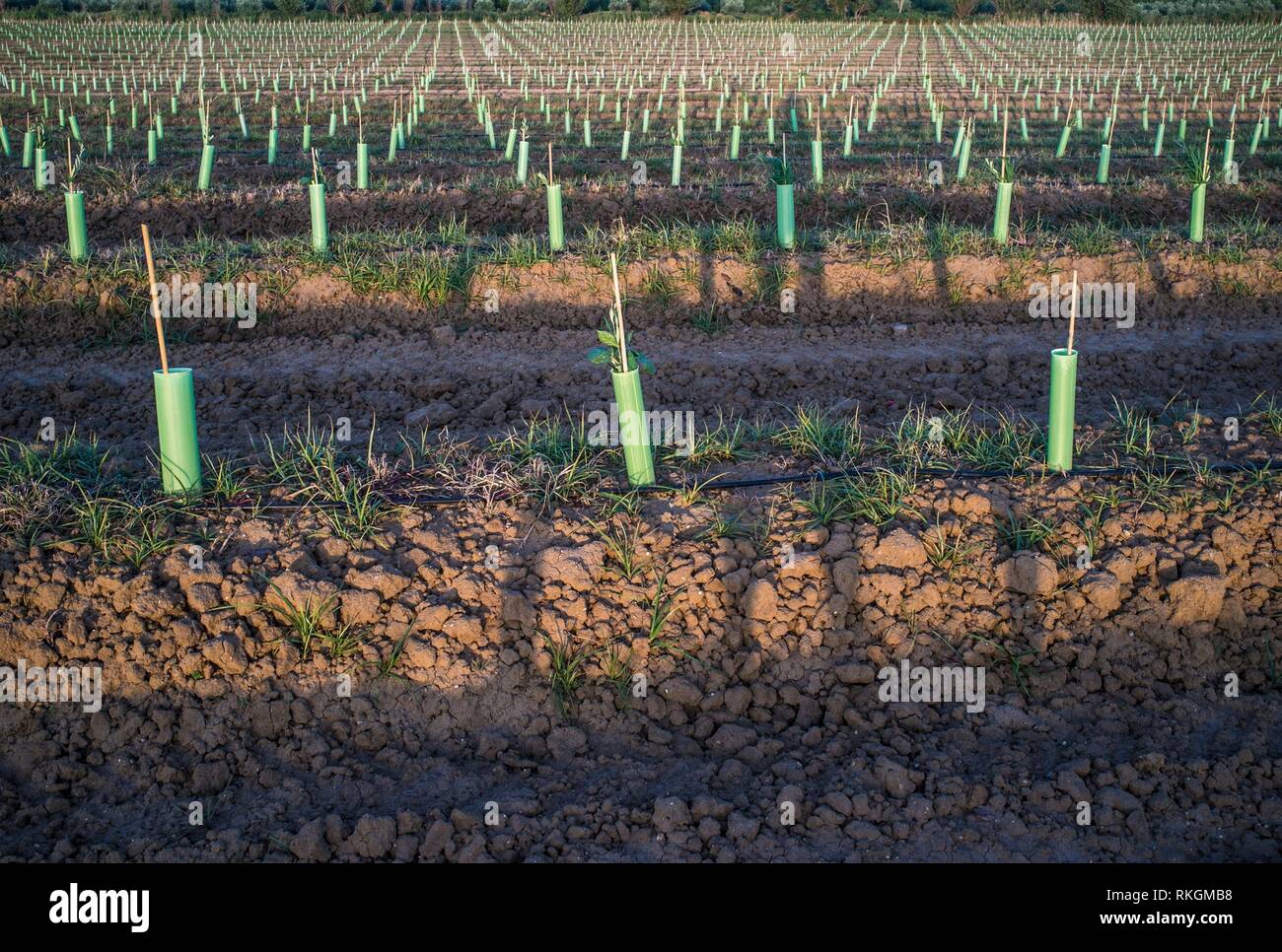 Olive tree irrigation hi-res stock photography and images - Alamy