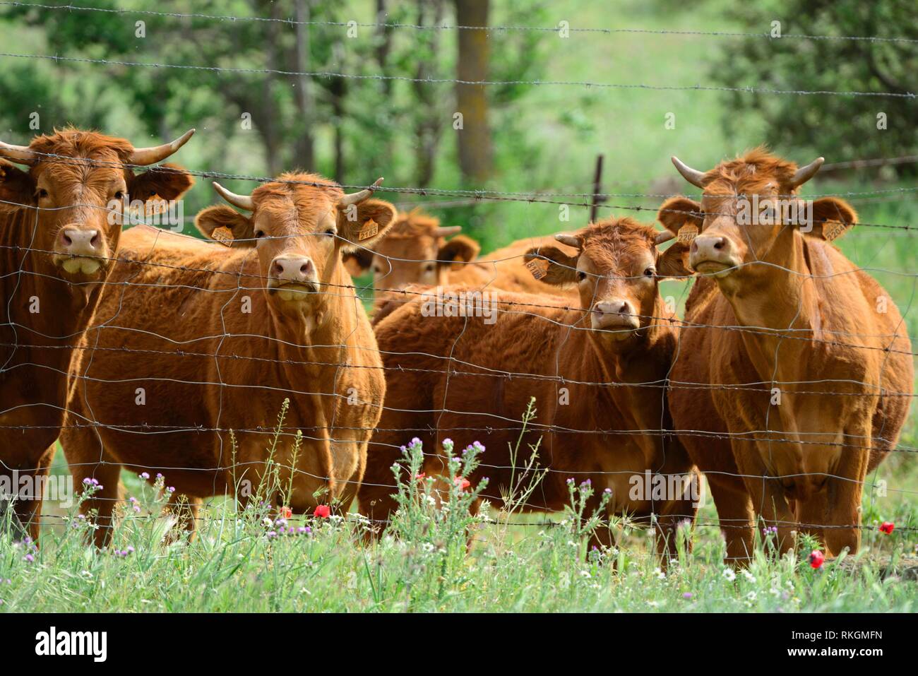 Domestic cattle herd grazing grass hi-res stock photography and images ...
