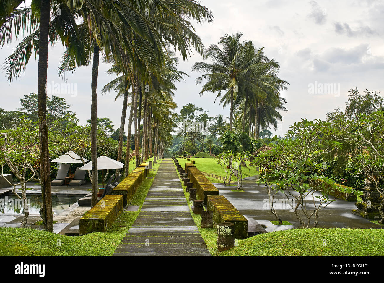 Green garden with green tropical trees and walkways and benches on the ...