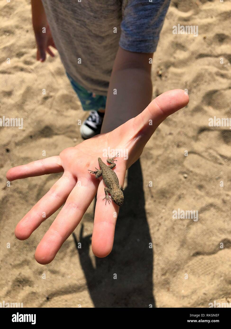Hand holding lizard hi-res stock photography and images - Alamy