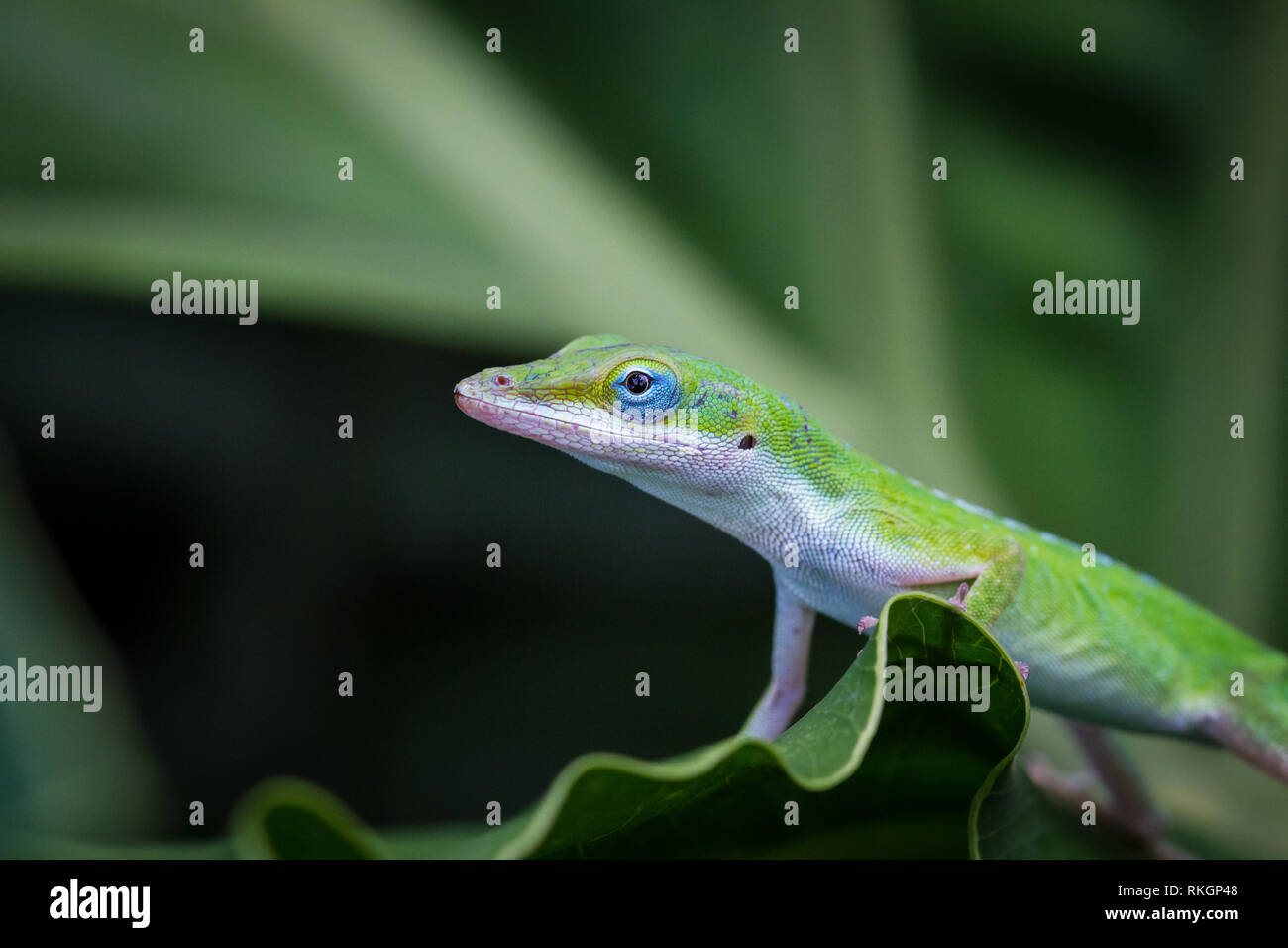 Atlantic Coastal Plains Species High Resolution Stock Photography and ...