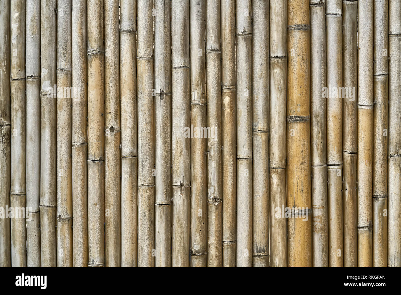 Amazing textured wooden wall made from bamboo trees outdoors. Closeup ...