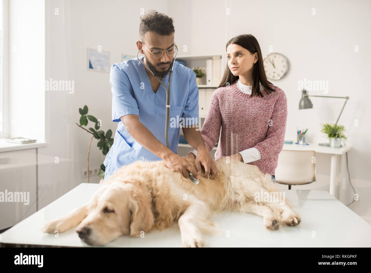 Veterinary purebred hi-res stock photography and images - Alamy