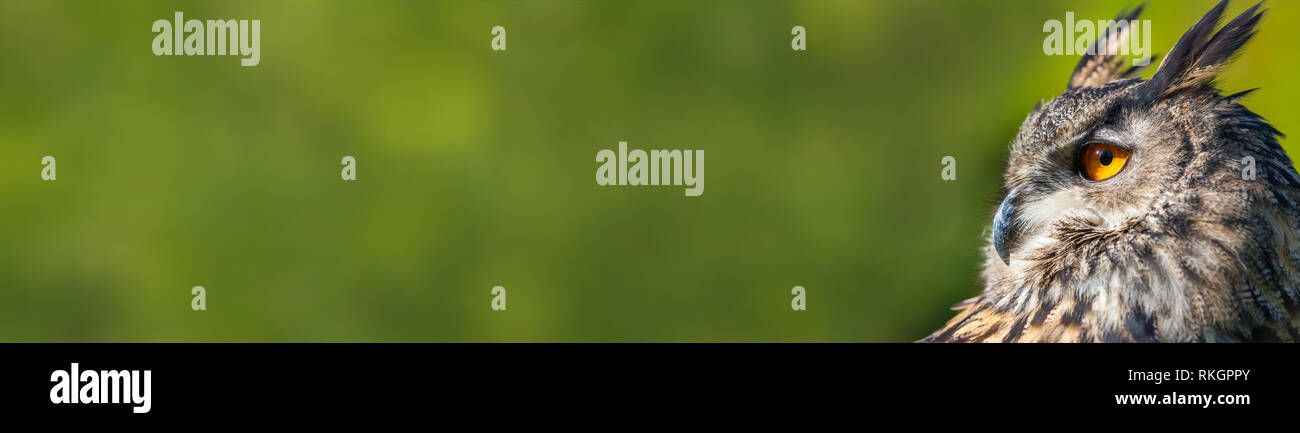 Owl Backgrounds For Facebook